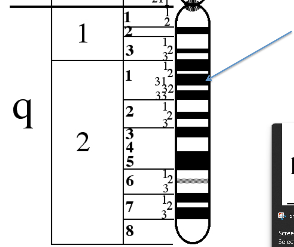 Solved Name this chromosomal location using CARBS. This is | Chegg.com