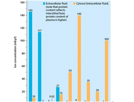 Solved 160 Cytosol (intracellular fluid) Extracellular fluid | Chegg.com