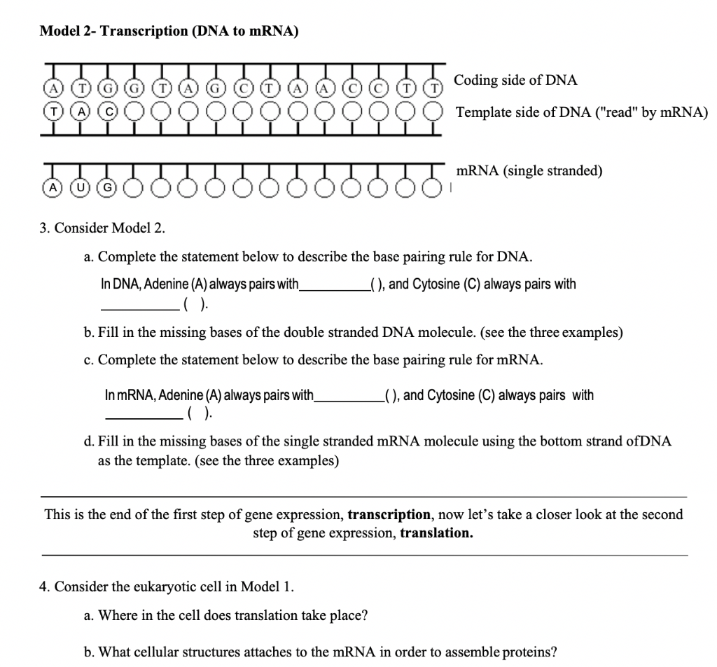 Solved Model 2- Transcription (DNA to mRNA) Coding side of | Chegg.com