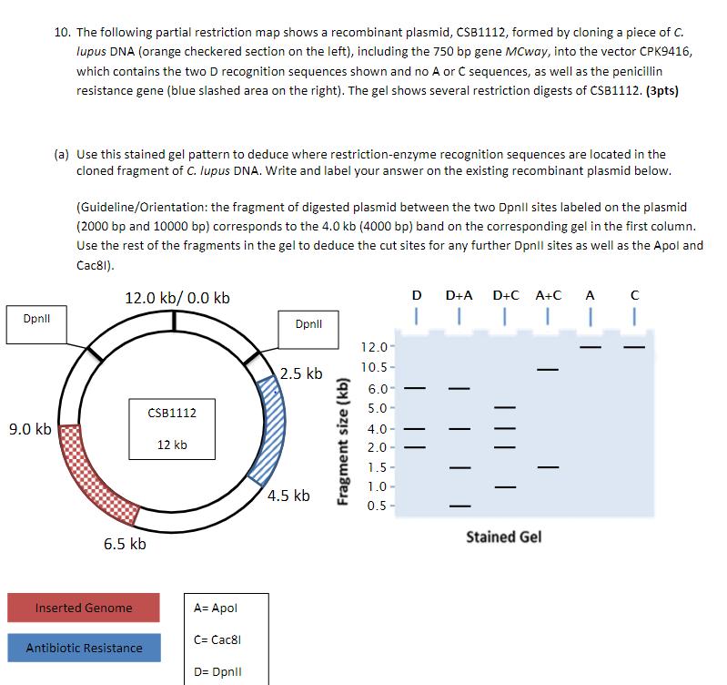 Solved The following partial restriction map shows a | Chegg.com