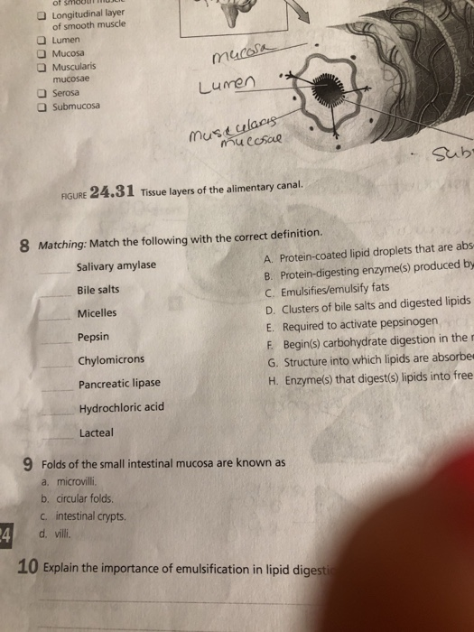 Solved of sm Longitudinal layer of smooth muscle Lumen | Chegg.com