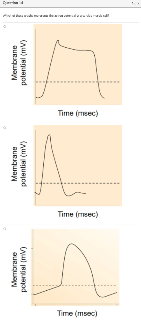 Action Potential Diagram Muscle