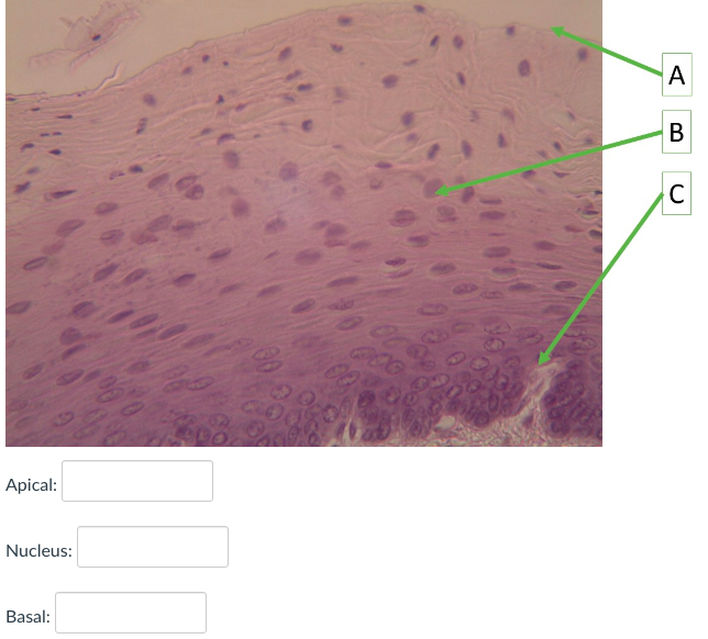 Solved A B C Apical: Nucleus: Basal: D B C Apical: | Chegg.com