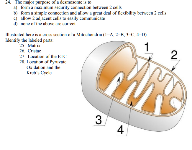 Solved 24. The major purpose of a desmosome is to a) form a | Chegg.com