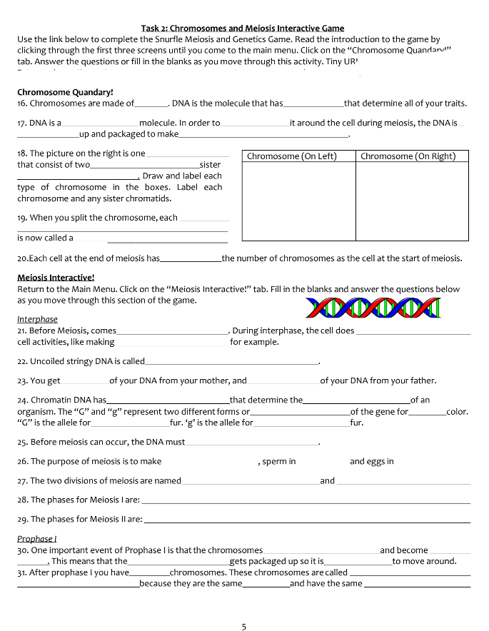 Solved MEIOSIS WEBQUEST Objective: Discover how the process | Chegg.com