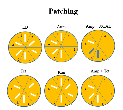 Solved The phenotype for Strain 3 is ____, for 5 it | Chegg.com