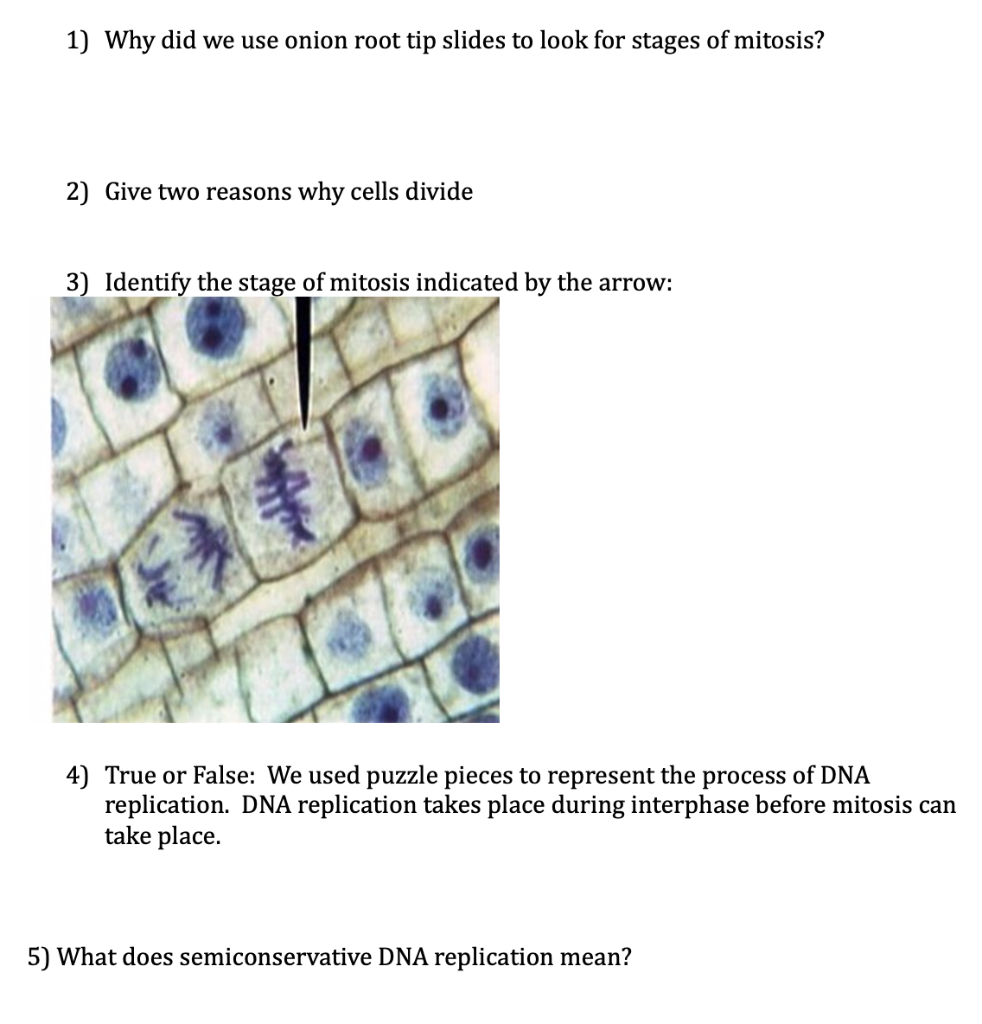 Solved 1) Why did we use onion root tip slides to look for | Chegg.com