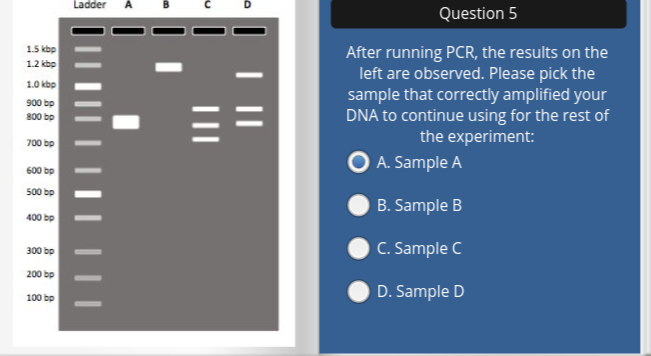 Solved Ladder A Question 5 1.5 kbp 12 kbp 1.0 kbo 900 bp | Chegg.com