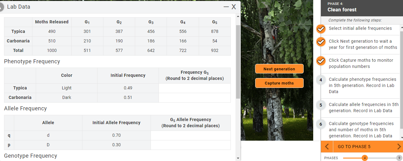 Solved Lab Data Phenotype Frequency Allele Frequency | Chegg.com