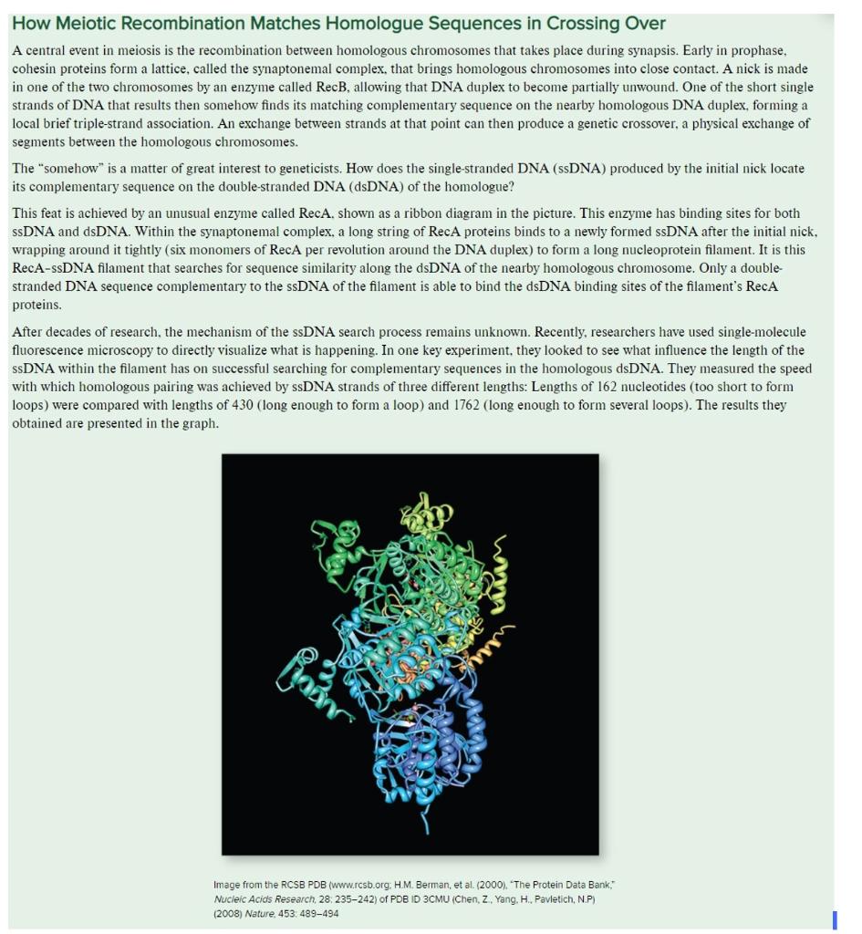 How Meiotic Recombination Matches Homologue Sequences | Chegg.com