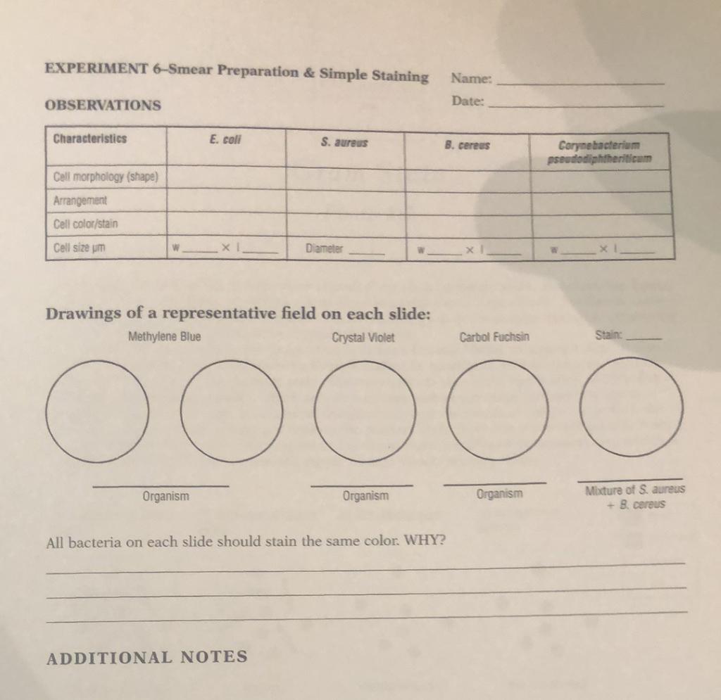Solved EXPERIMENT 6-Smear Preparation & Simple Staining | Chegg.com