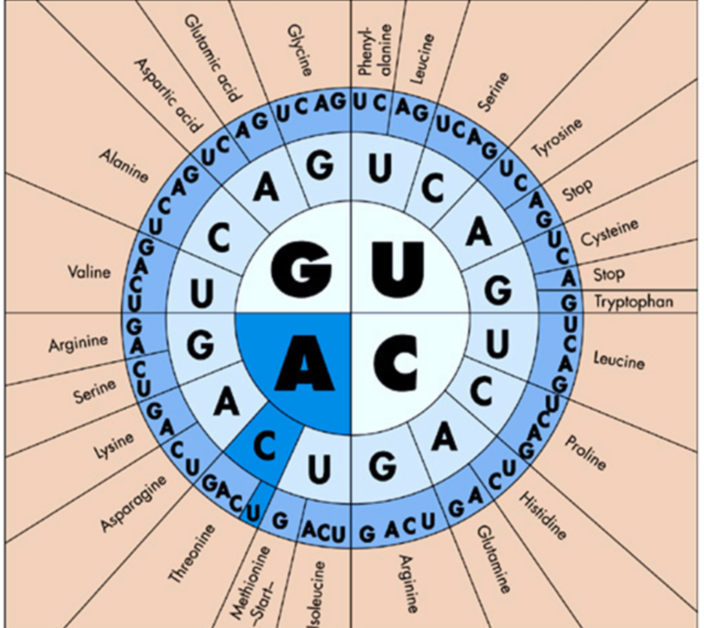 Solved Using the genetic code shown below, match the codon | Chegg.com
