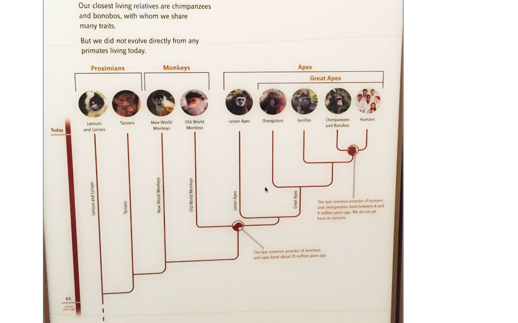 Solved Using groups identified on the tree, what is an | Chegg.com