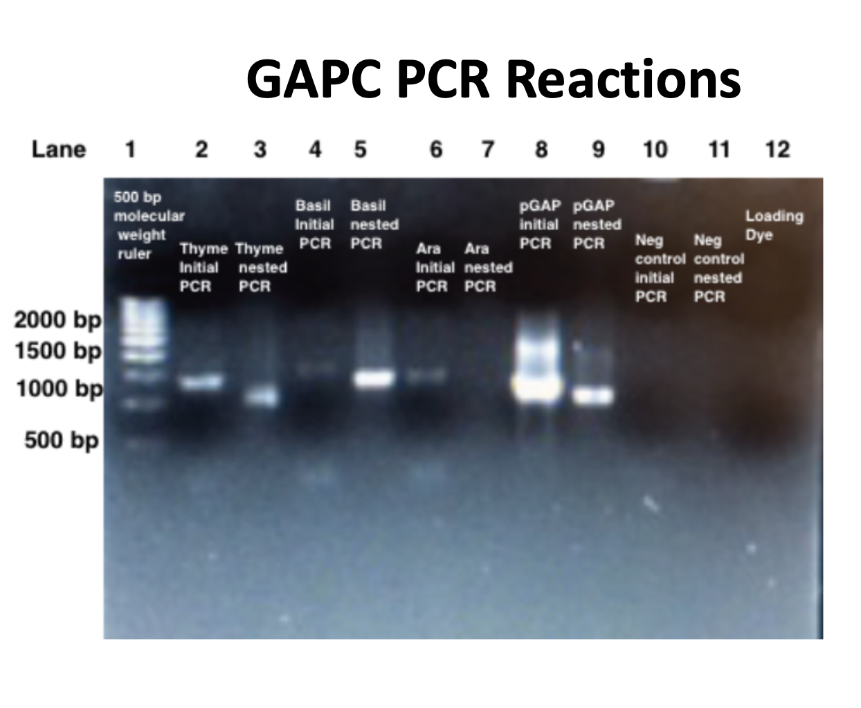 Solved Did the negative control generate a PCR product? If | Chegg.com