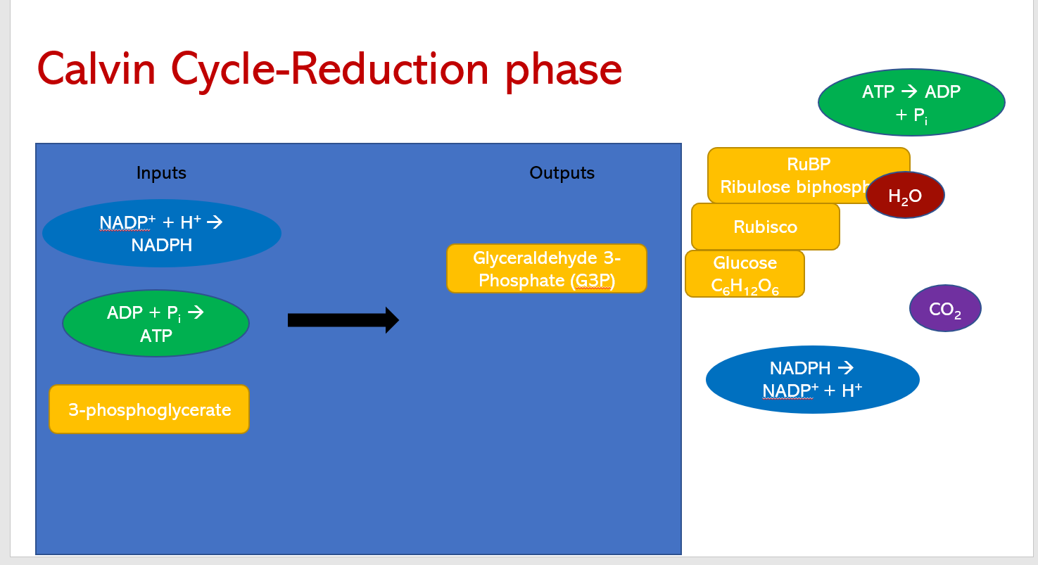 Solved Calvin Cycle-Reduction phase ATP → ADP + P RuBP | Chegg.com