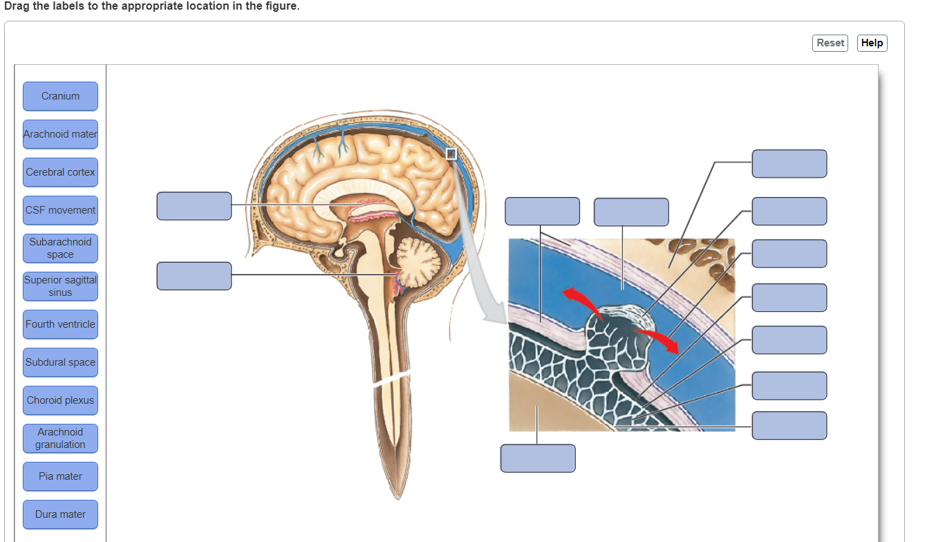 Solved Art-labeling Activity: Brain Structures Involved with | Chegg.com
