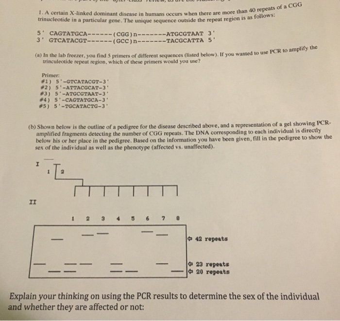 Solved a CGG than 40 repeats of I. A certain X-linked | Chegg.com Solved a CGG than 40 repeats of I. A certain X-linked | Chegg.com