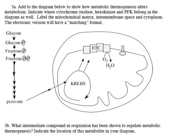 Solved 3a. Add to the diagram below to show how metabolic | Chegg.com