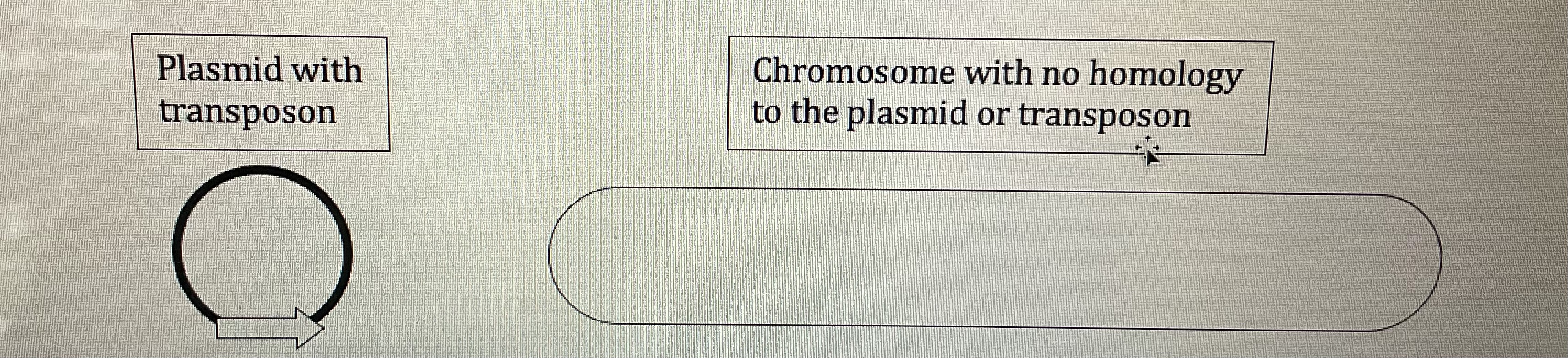 Solved Consider a bacterial cell containing 1) ﻿a plasmid | Chegg.com