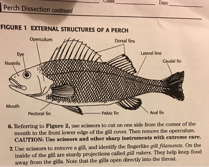 Solved ec Dissection conunued 2. Analyzing Results What type | Chegg.com