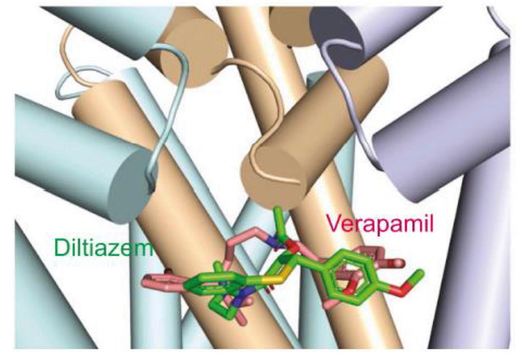 Solved What is the SAR of verapamil and diltiazem? and | Chegg.com