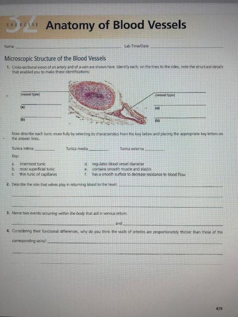 M Review Sheet 32 481 The human arterial and venous | Chegg.com
