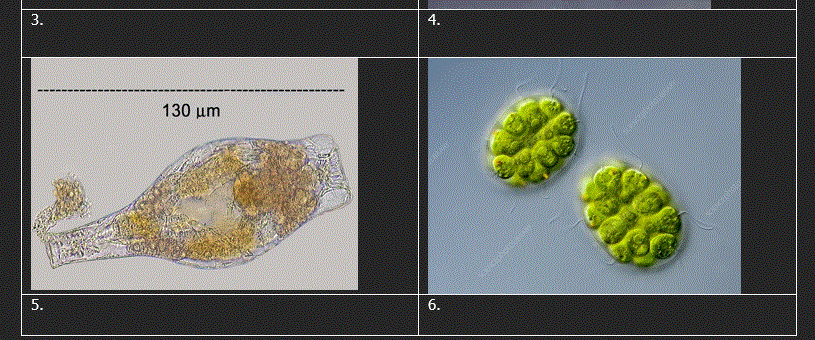 Solved DICHOTOMOUS KEY TO COMMON PROTISTA Instructions: When | Chegg.com