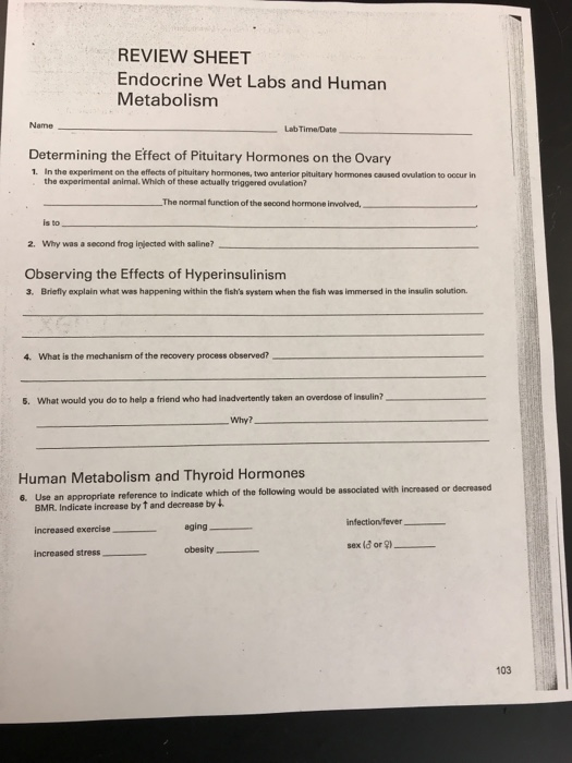 Exercise 28 Review Sheet Endocrine Wet Labs and Human Metabolism ...