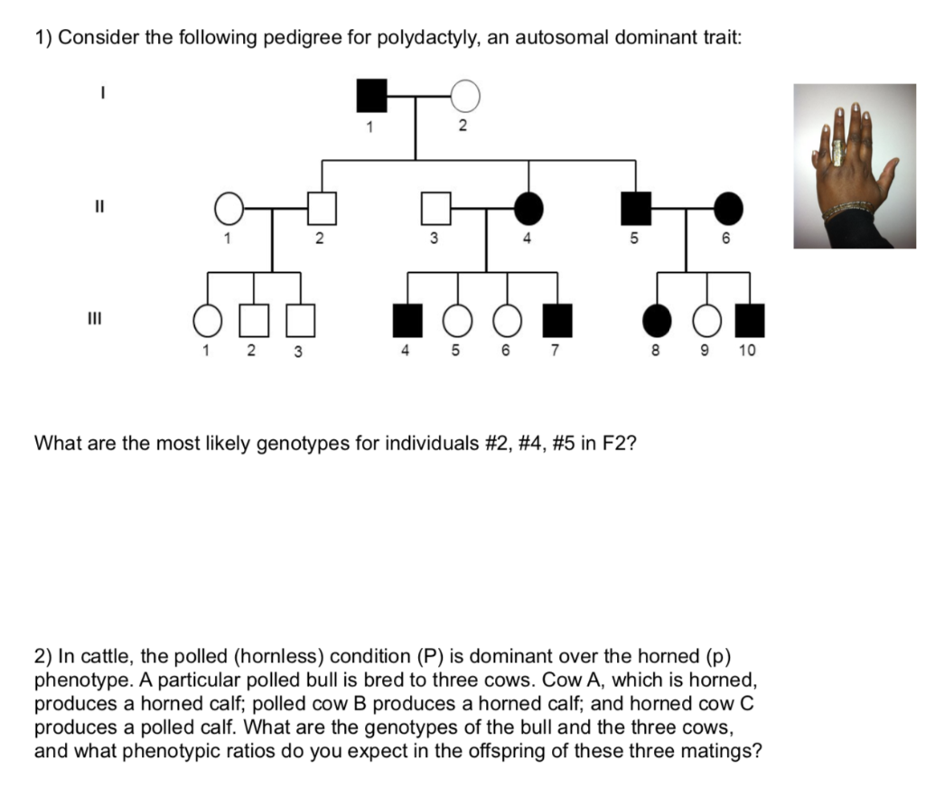 Solved 3) Consider the pretend inheritance for curly hair: H | Chegg.com
