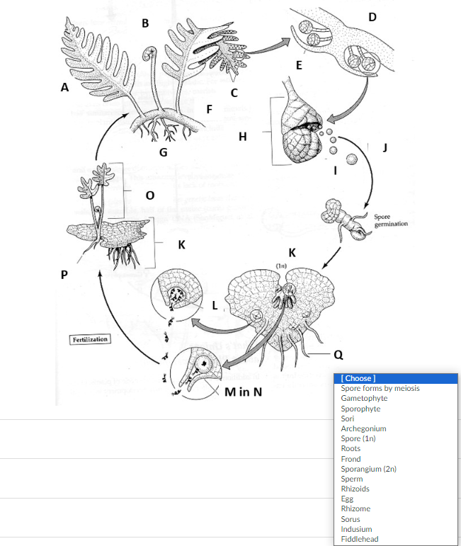 Solved Match the letters to the structures listed. | Chegg.com