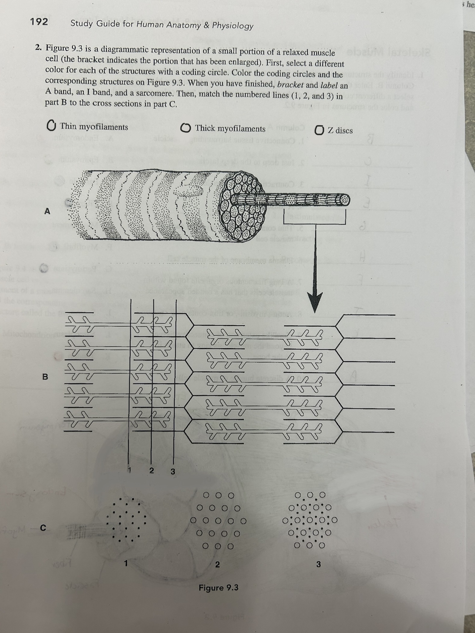 Figure 9.3 is a diagrammatic representation of a | Chegg.com