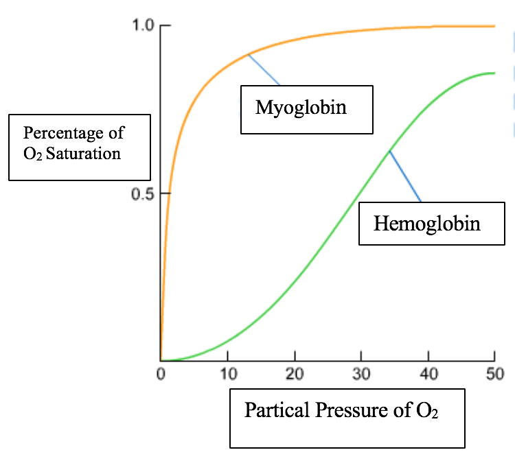 Solved If the hemoglobin graph shifts to the left, what does | Chegg.com