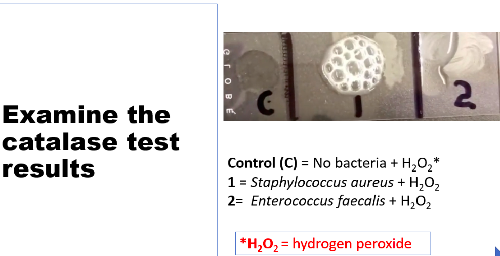 Solved Oxidase test. Fill in the chart. Organism #1 Organism | Chegg.com