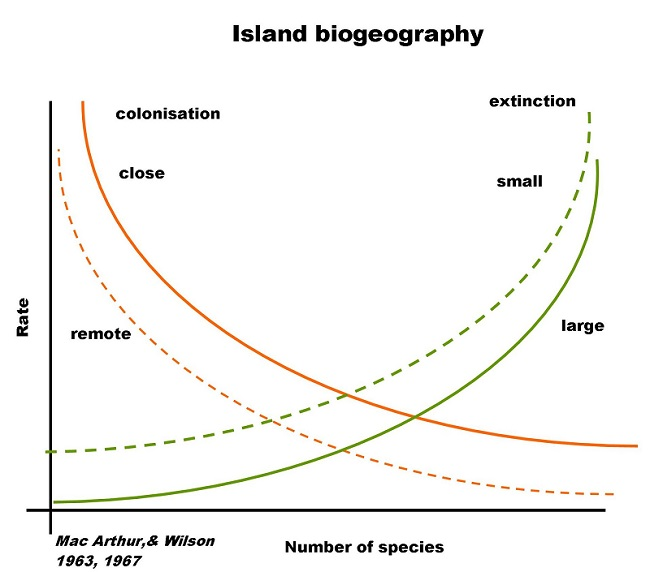 Solved he following graph theorizes trends in species | Chegg.com