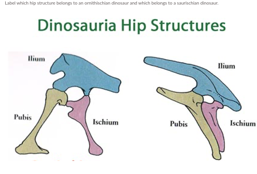 Solved Label which hip structure belongs to an ornithischian | Chegg.com
