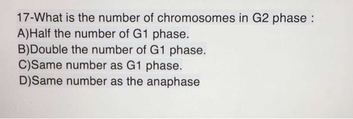Solved 17-What is the number of chromosomes in G2 phase: | Chegg.com
