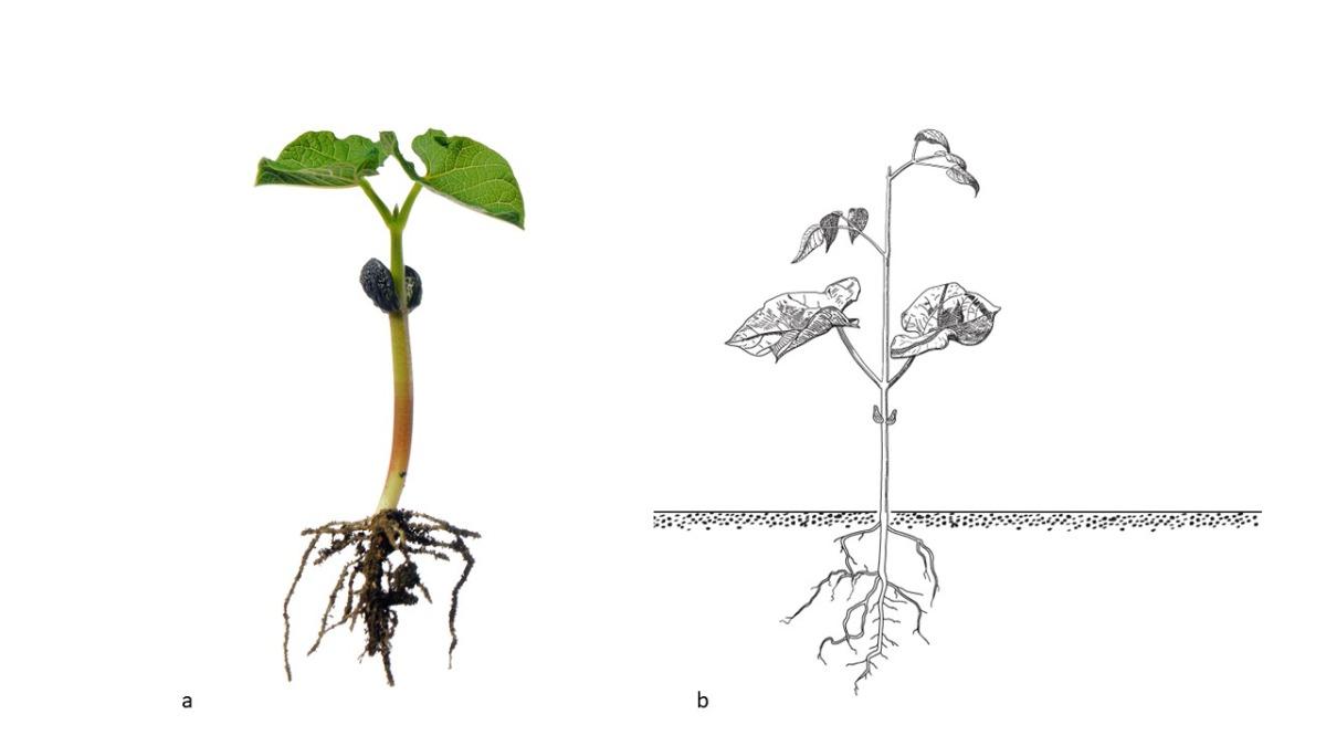 Solved -Label Figure 1.4 a and b using the bold | Chegg.com