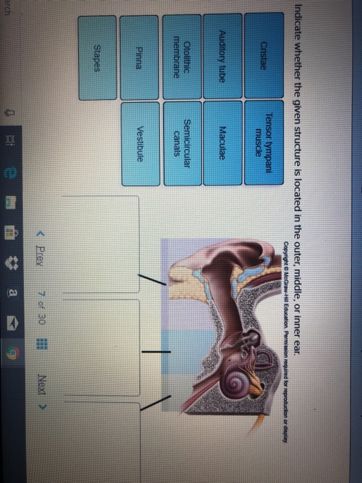 Solved Indicate whether the given structure is located in | Chegg.com Solved Indicate whether the given structure is located in | Chegg.com