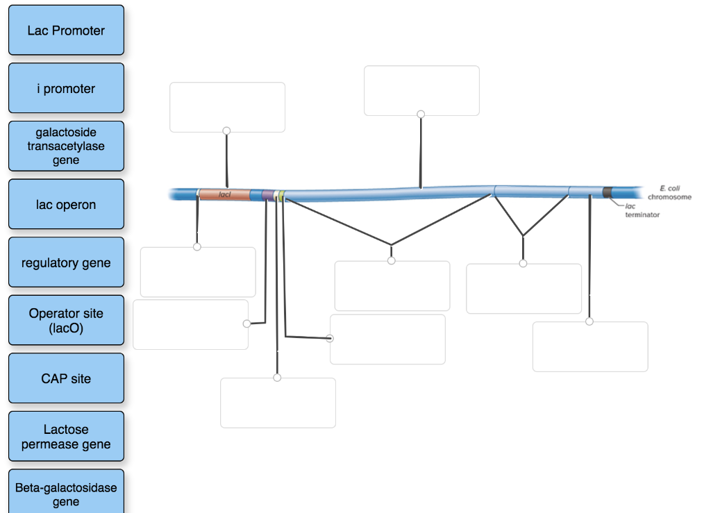 Solved Lac Promoter i promoter galactoside transacetylase | Chegg.com