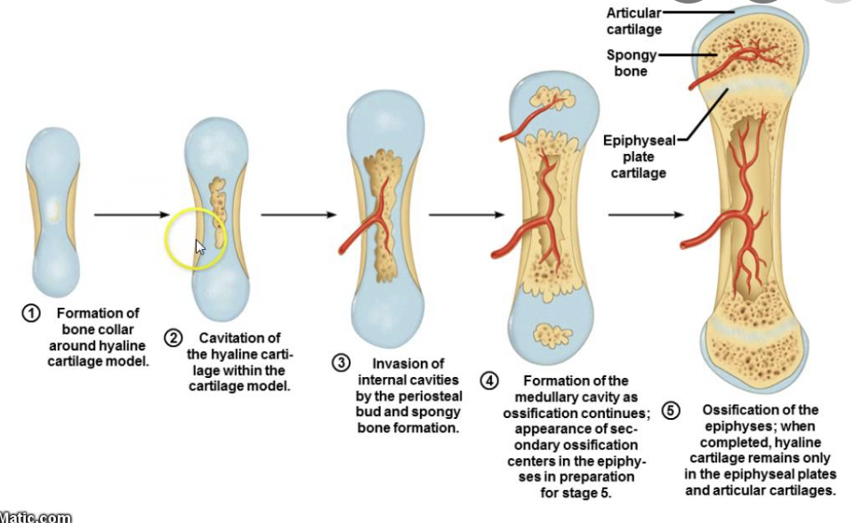 Solved 1. Which of these stages of endochondral ossification | Chegg.com