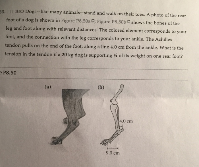 Solved s0. 111 BIO Dogs-like many animals-stand and walk on | Chegg.com