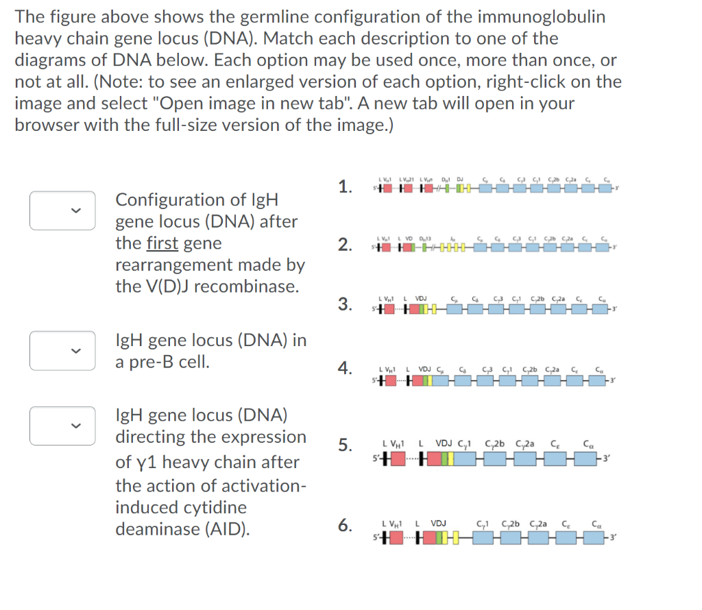 Solved The figure above shows the germline configuration of | Chegg.com