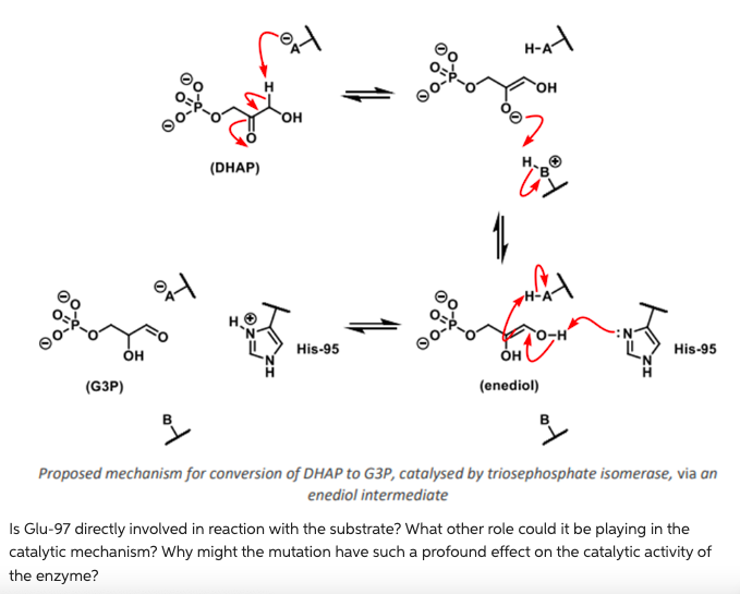 Is GLU-97 directly involved in reaction with the | Chegg.com
