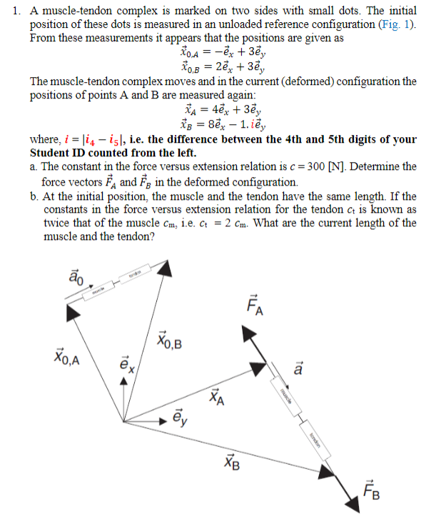 Solved 1. A muscle-tendon complex is marked on two sides | Chegg.com