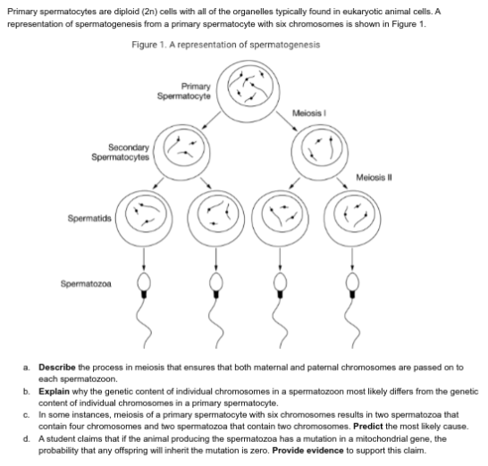 Solved Primary spermatocytes are diploid (2n) cells with all | Chegg.com