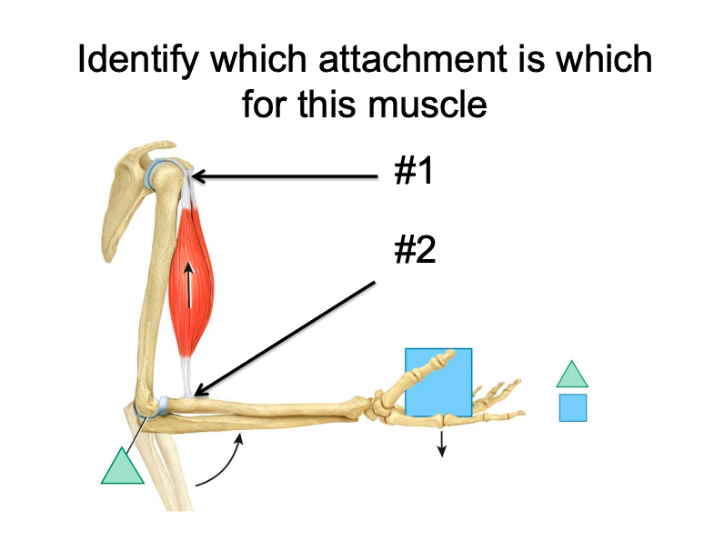 Solved Identify which attachment is which for this muscle #1 | Chegg.com