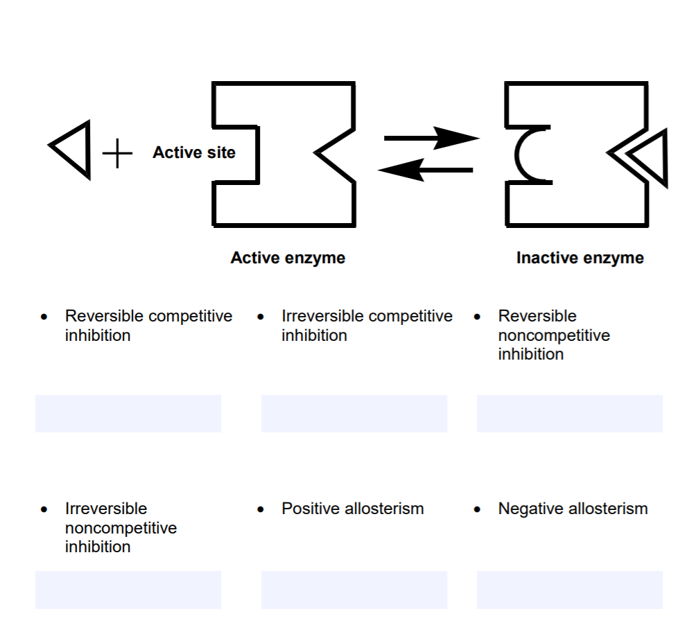Solved 5 + Active site 3= Active enzyme Inactive enzyme . | Chegg.com