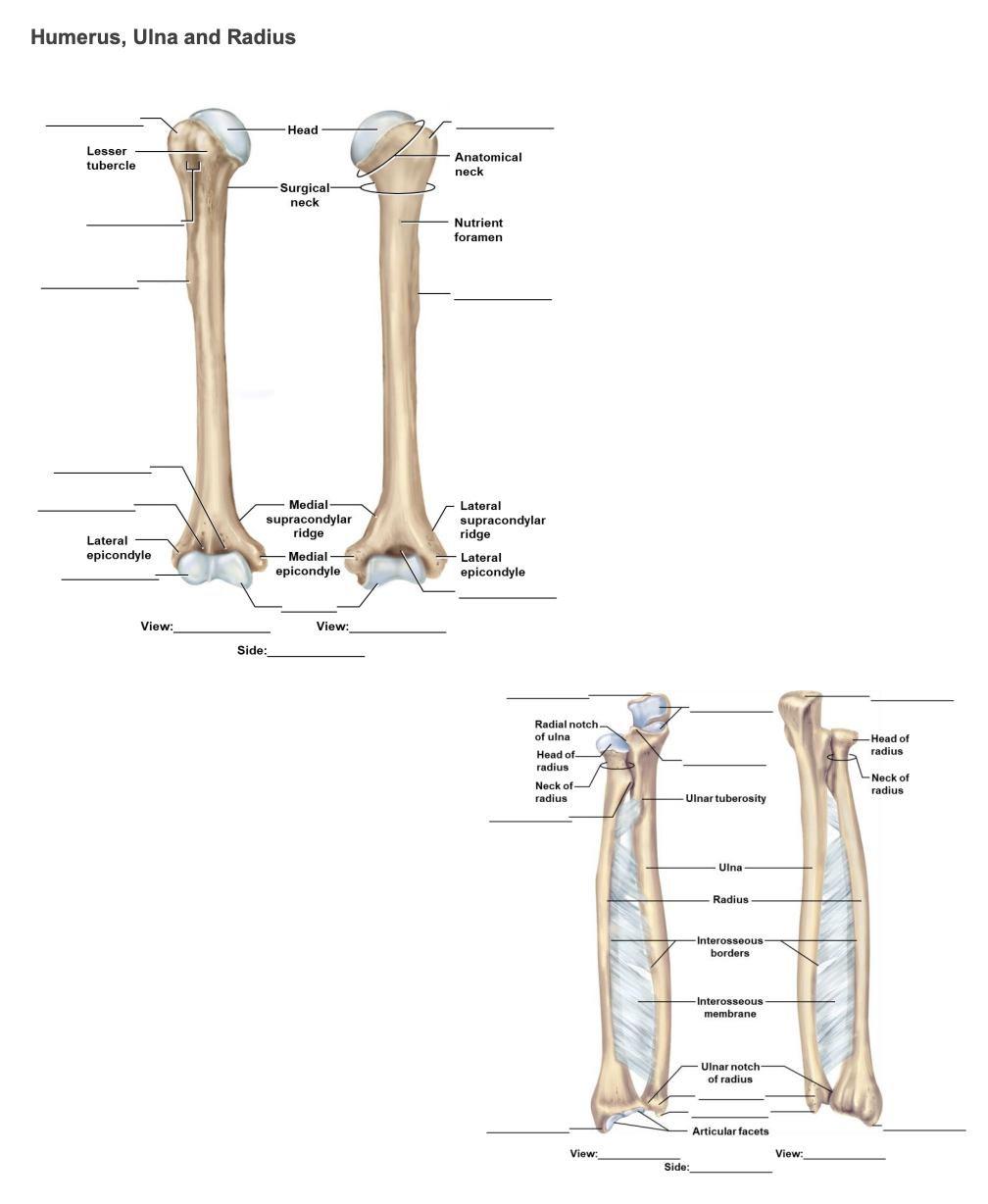Solved Humerus, Ulna and Radius | Chegg.com