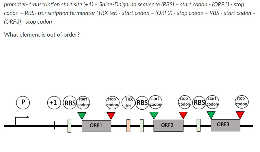Solved promoter-transcription start site (+1) - | Chegg.com