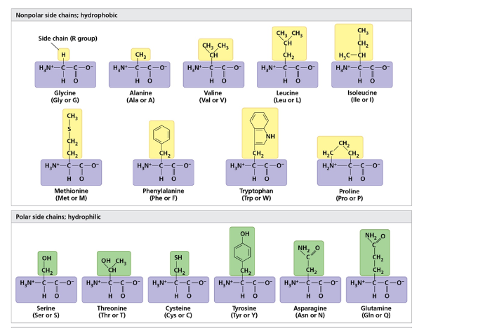 Solved Consider the following original coding sequence of a | Chegg.com